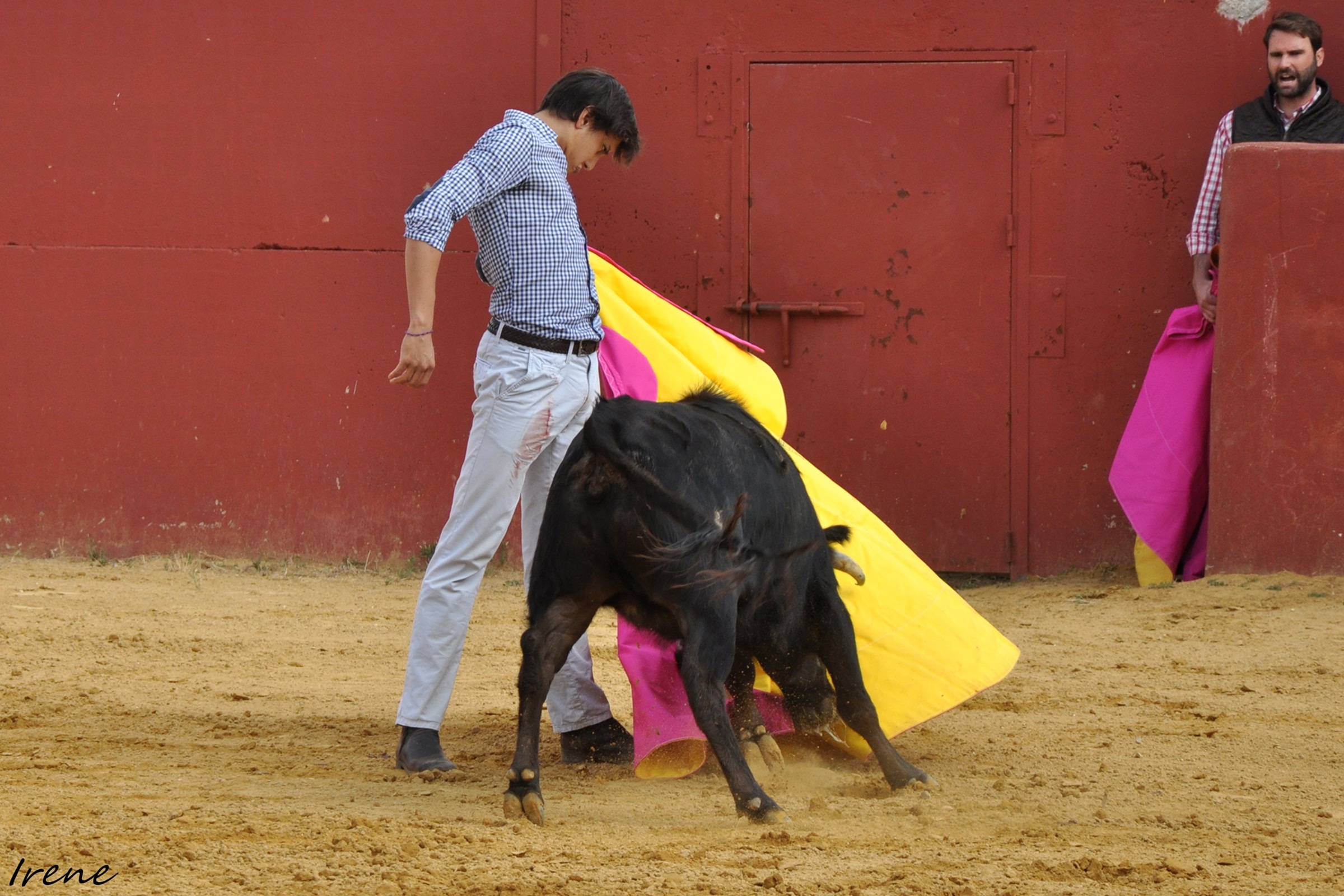 Roca Rey ya torea en el campo – Avance Taurino